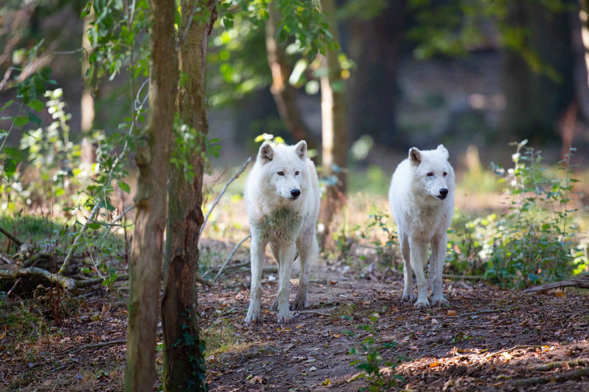 Zoo de Thoiry : tarifs, horaires, billets, plan, restaurants