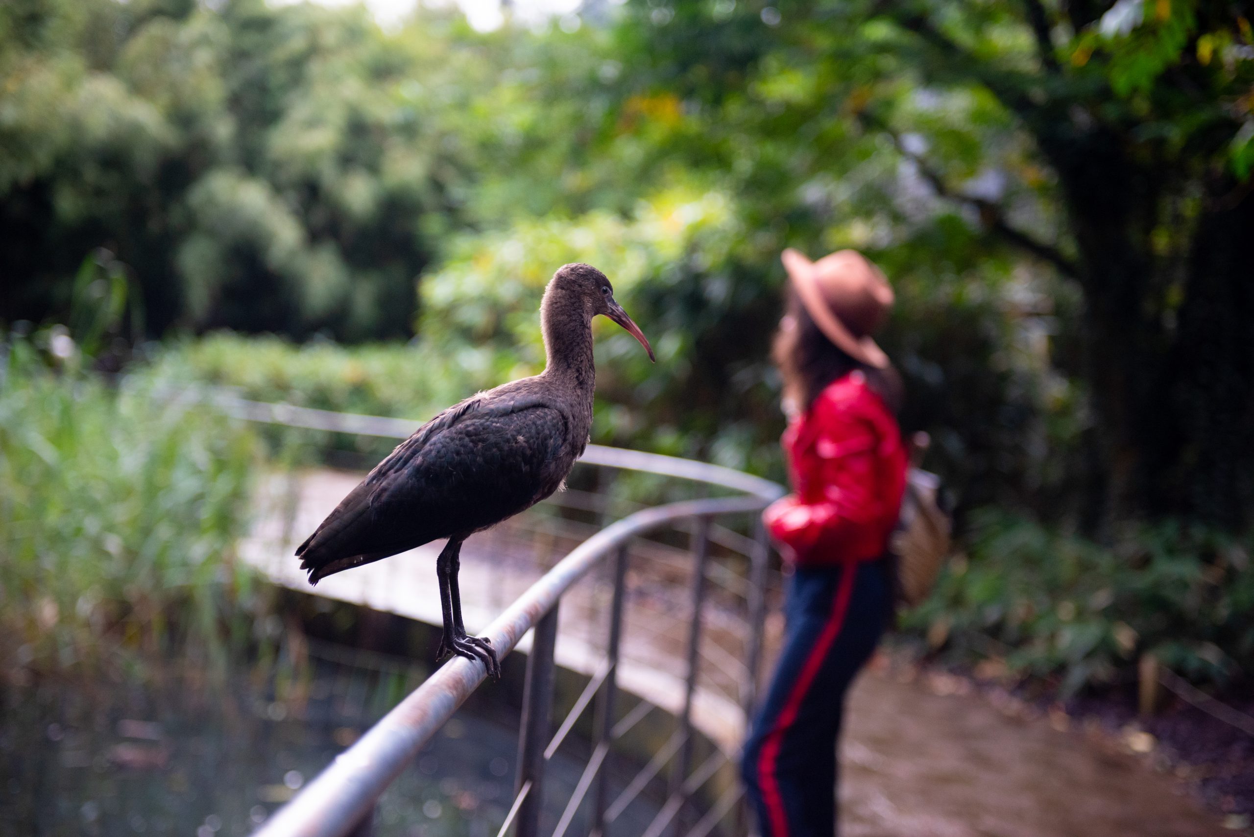 Visiter le Parc des Oiseaux dans l’Ain : infos & conseils