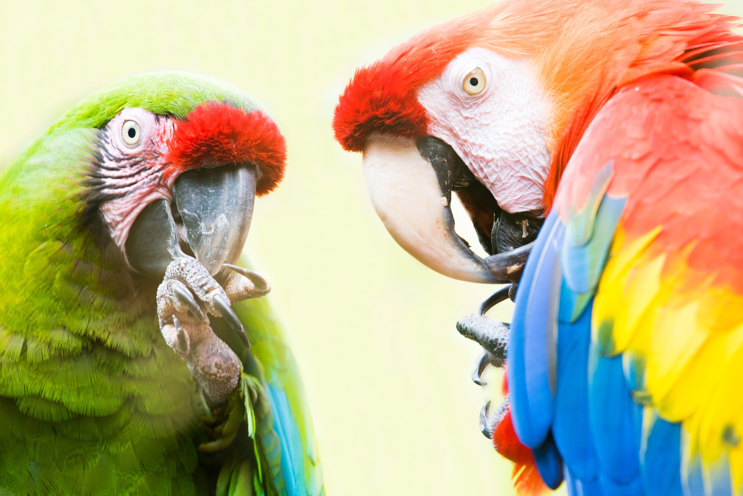 Visite du Zoo d'Amnéville : tarifs, horaires et infos utiles