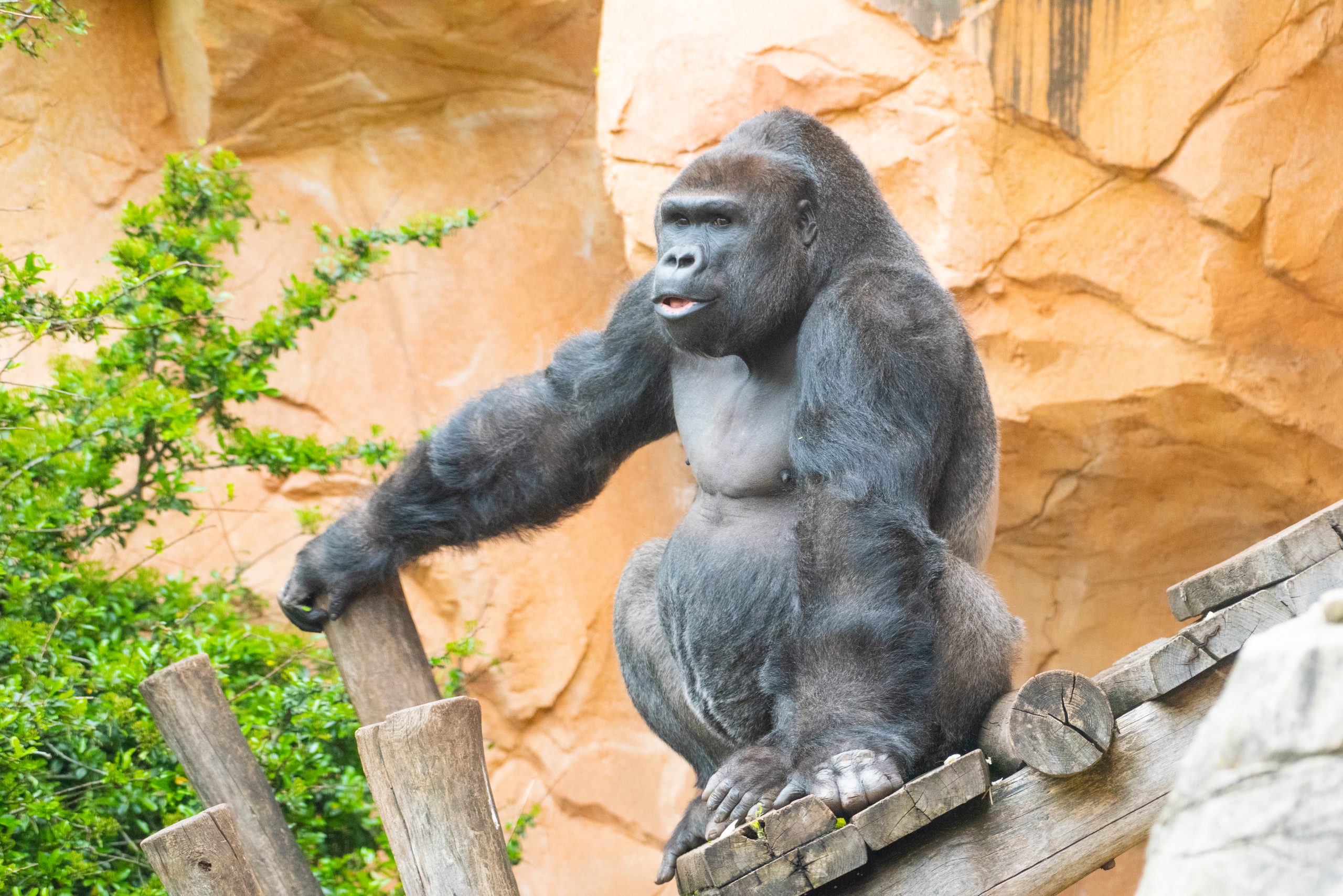 Visite du Zoo d'Amnéville : tarifs, horaires et infos utiles
