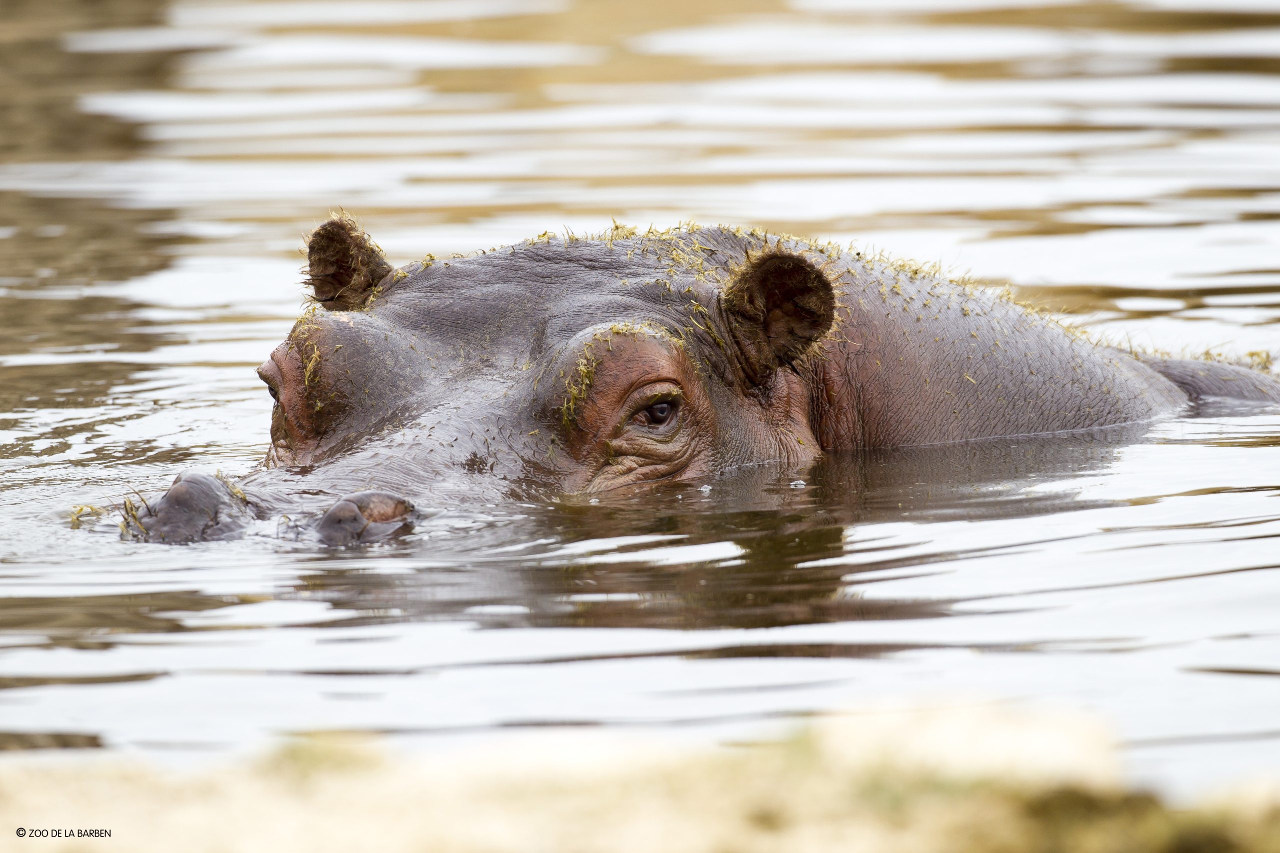 Zoo de La Barben : billets, tarifs, ouverture, accès, plan