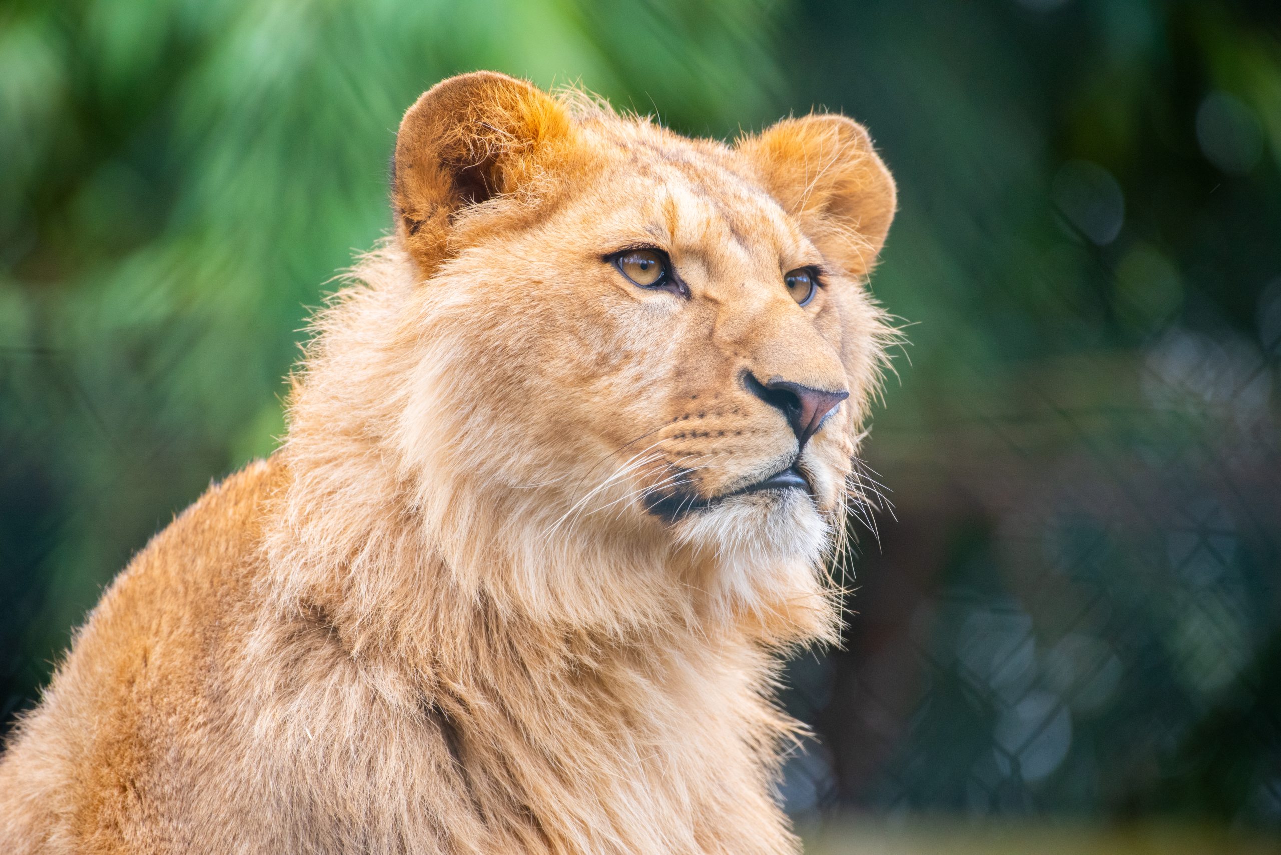 Visite du Zoo d'Amnéville : tarifs, horaires et infos utiles