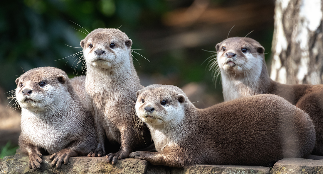 Zoo de La Barben : billets, tarifs, ouverture, accès, plan