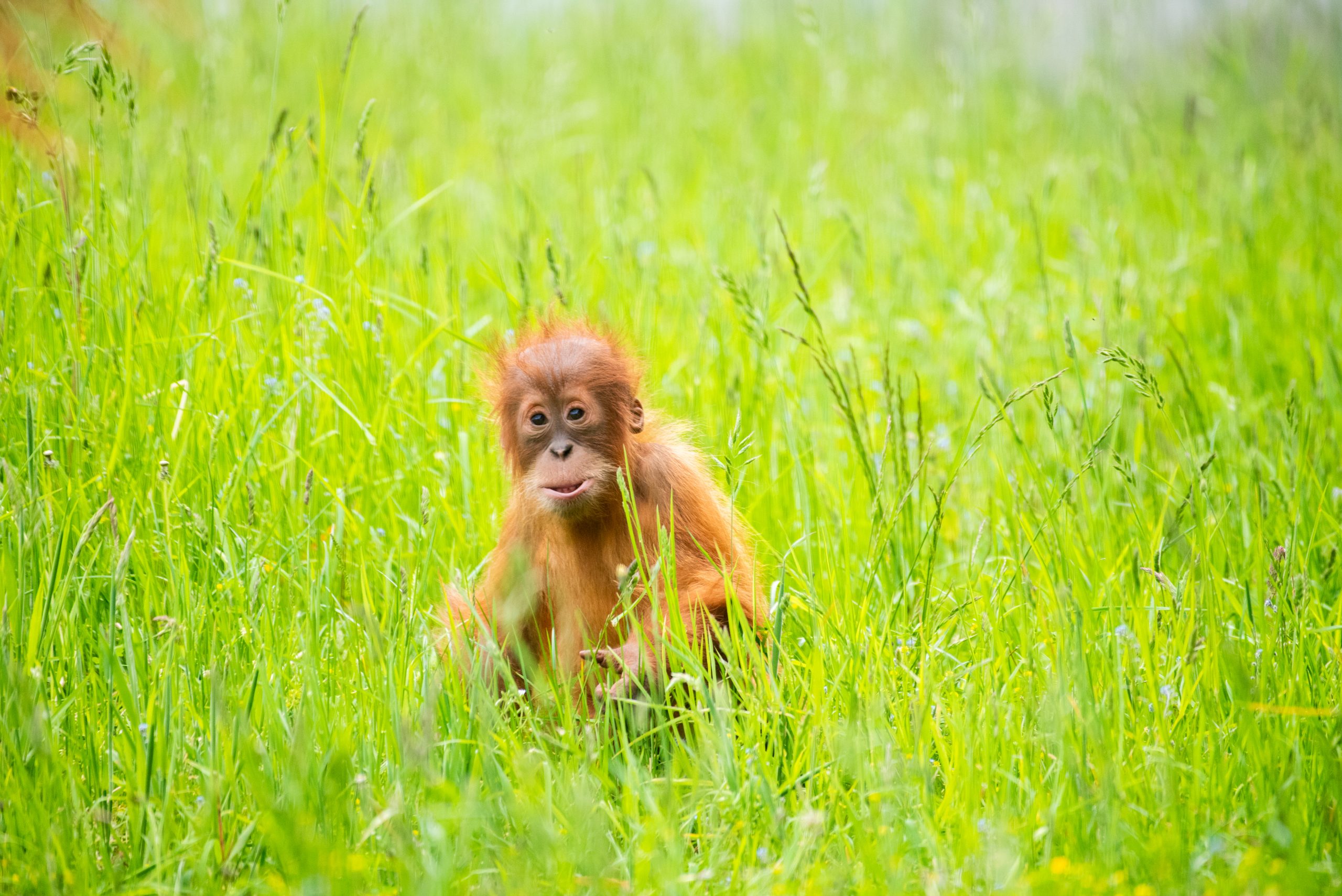 Visite du Zoo d'Amnéville : tarifs, horaires et infos utiles