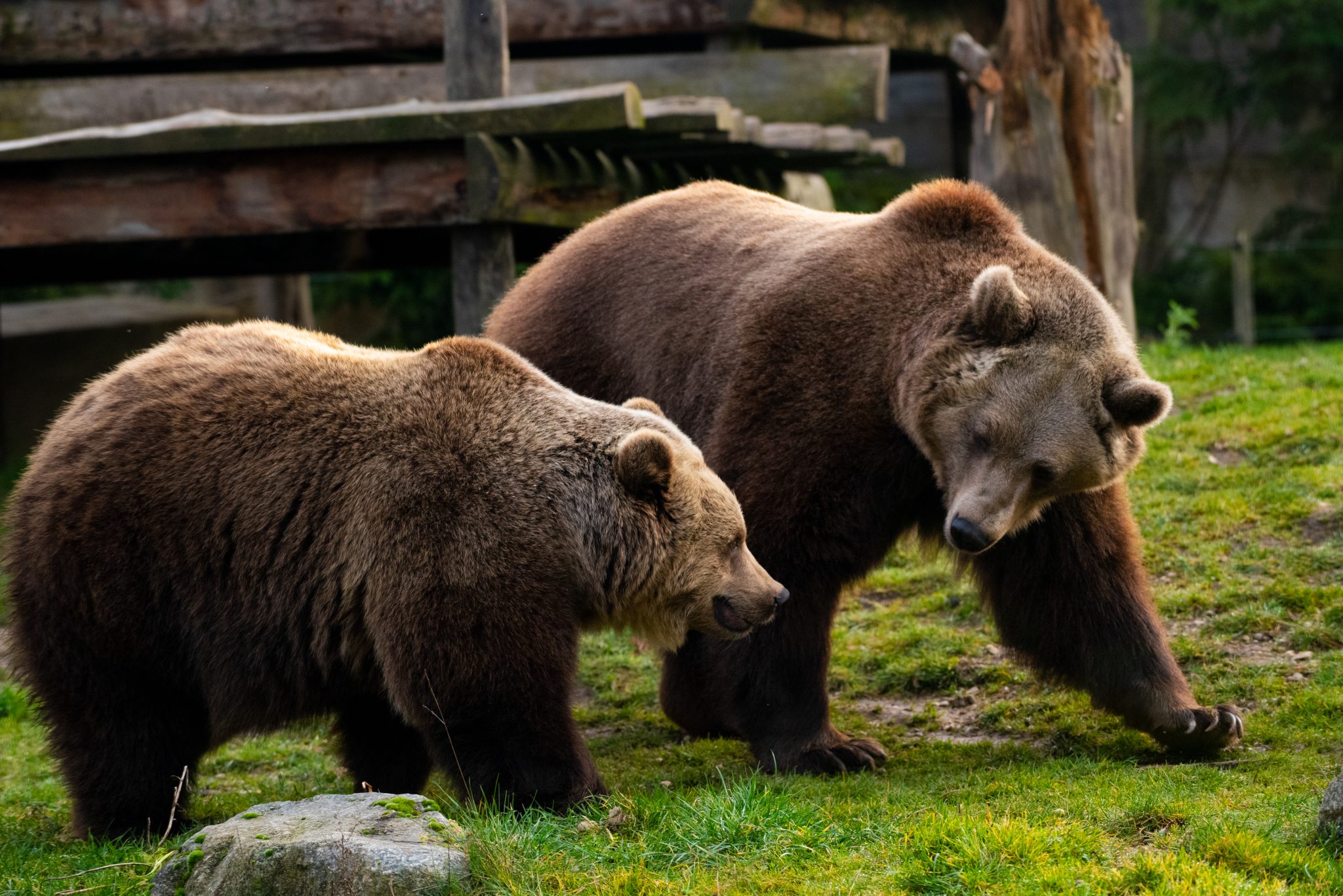 Visite du Zoo d'Amnéville : tarifs, horaires et infos utiles