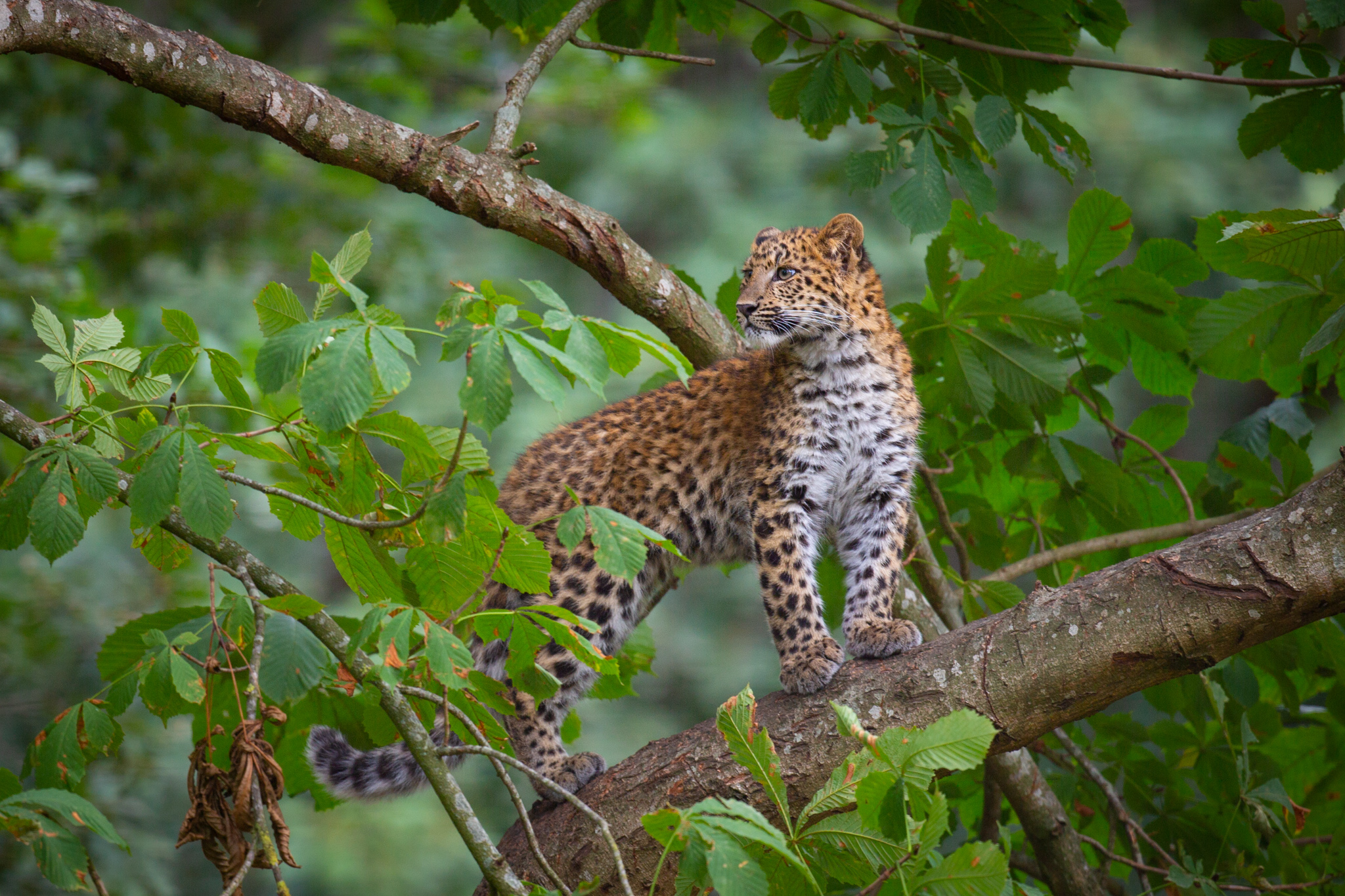 Zoo de Thoiry : tarifs, horaires, billets, plan, restaurants