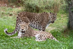 Zoo de La Barben : billets, tarifs, ouverture, accès, plan