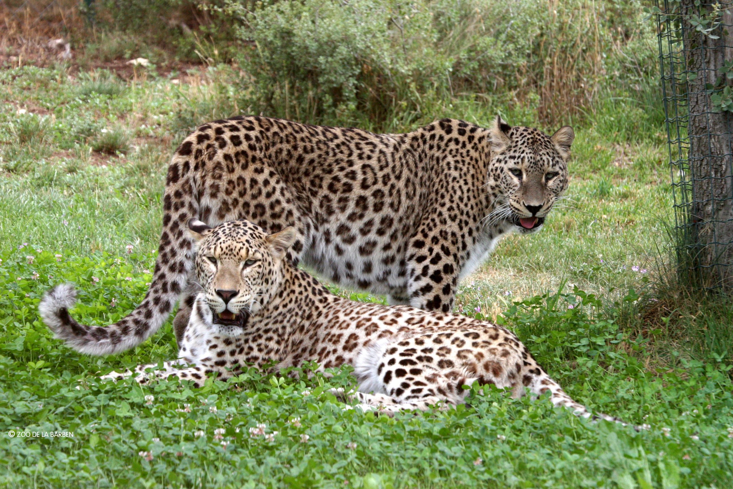 Zoo de La Barben : billets, tarifs, ouverture, accès, plan