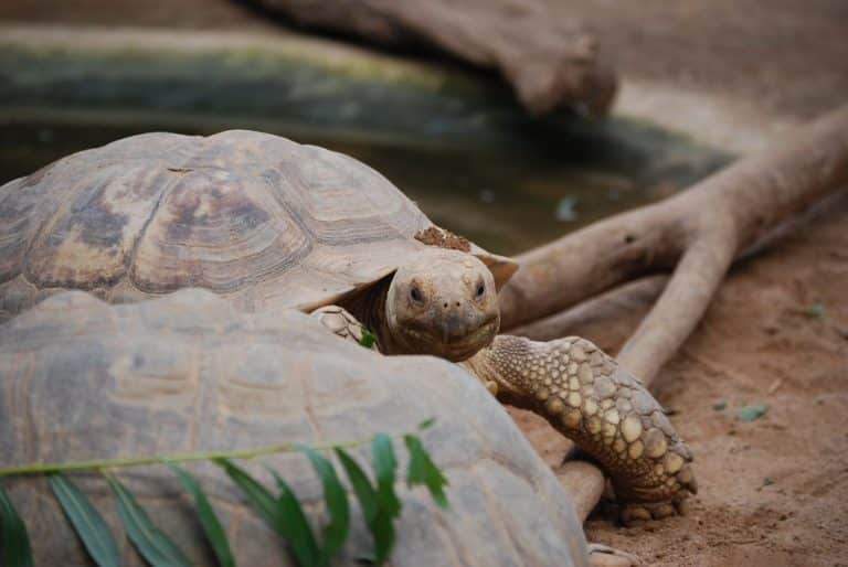 Visitez le Zoo de Cerza : tarifs, horaires, infos pratiques