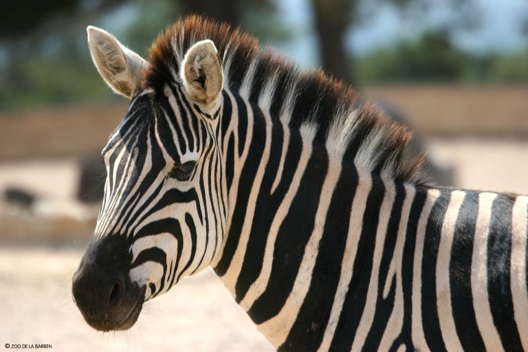 Zoo de La Barben : billets, tarifs, ouverture, accès, plan
